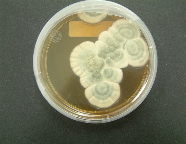 Penicillin Production