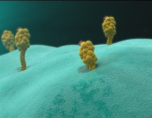 Antigen Characteristics