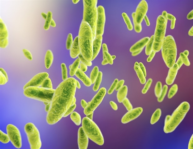 bacteria from cat scratch