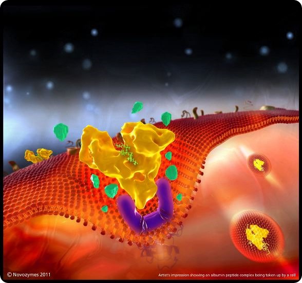 New data on extending the serum half-life of albumin in vivo announced ...