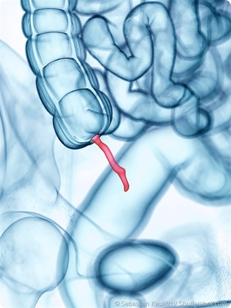 Why do humans have an Appendix?