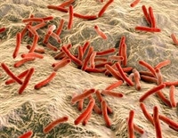 drugs used in leprosy treatment