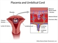 placenta ts