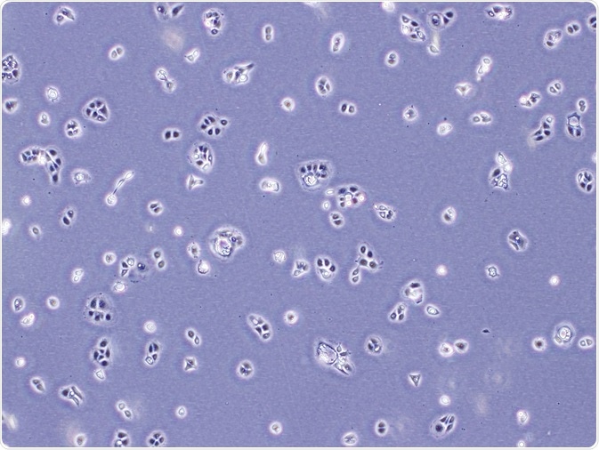 Basal Cells, Keratinocytes and Melanocytes