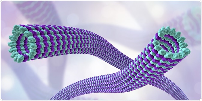 Microtubule Motor Proteins