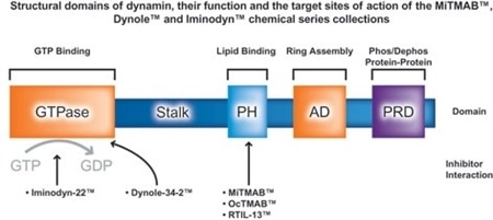Endocytosis and Dynamin Inhibitors