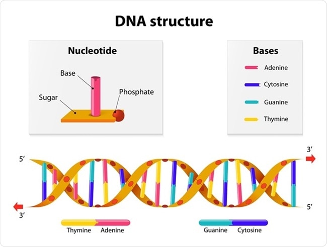 History of DNA Research: Scientific Pioneers & Their Discoveries