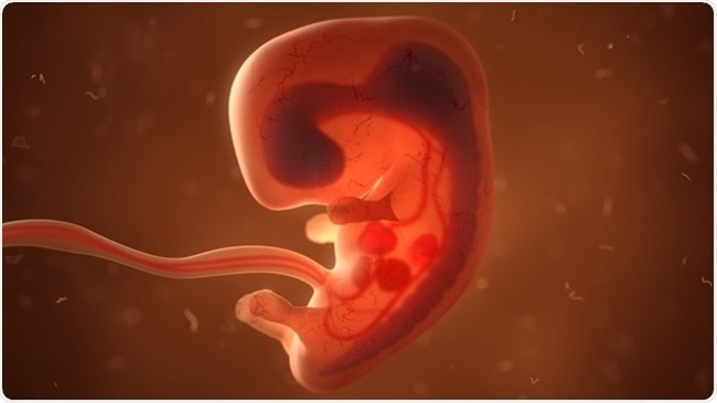 The Stages of Early Embryonic Development