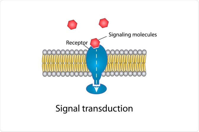Signal Transduction: An Overview