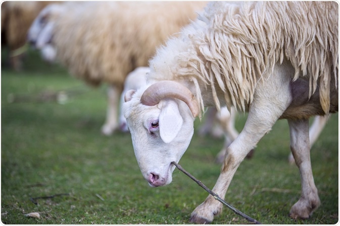 Q Fever Diagnosis