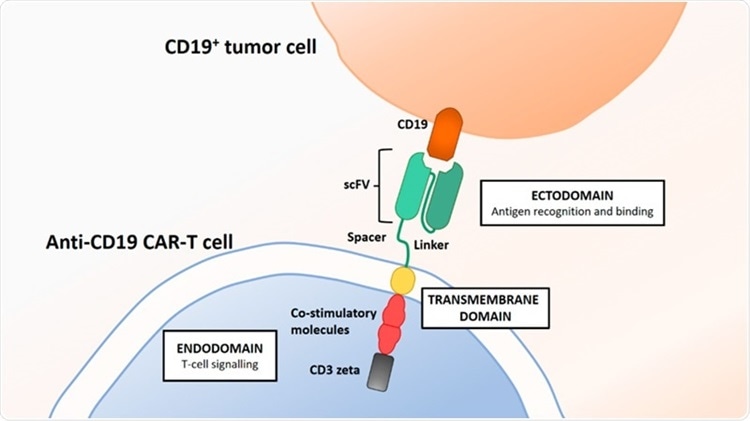 Evaluating CD19 CAR expression levels