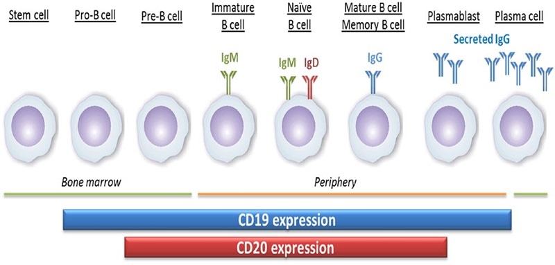 Antibody drug development: Targeting CD20 and CD3