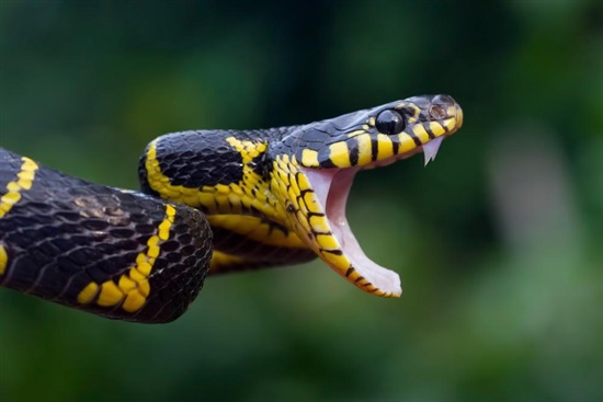 The Medical Uses of Venom