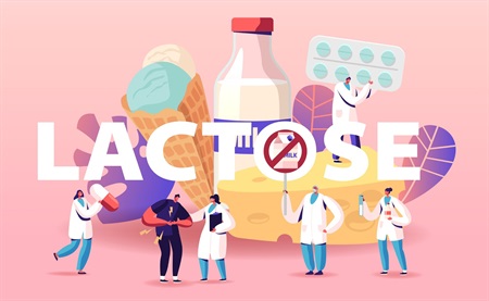 What is lactase persistence, and how did it evolve?