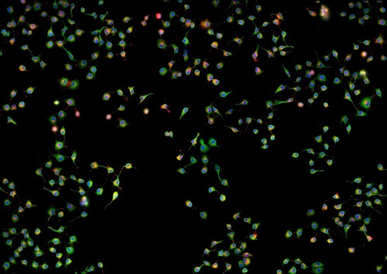 What are Fluorescence Minus One (FMO) Controls?