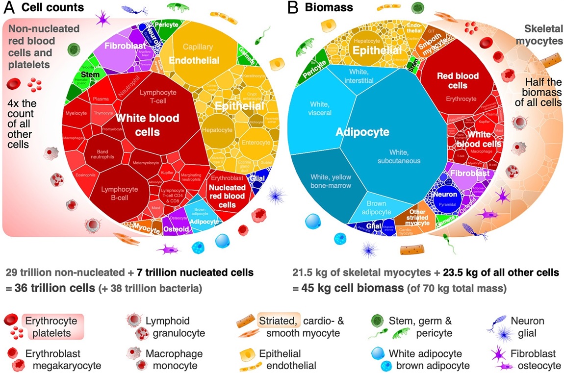 Mapping the human body one cell at a time: New study reveals the ...