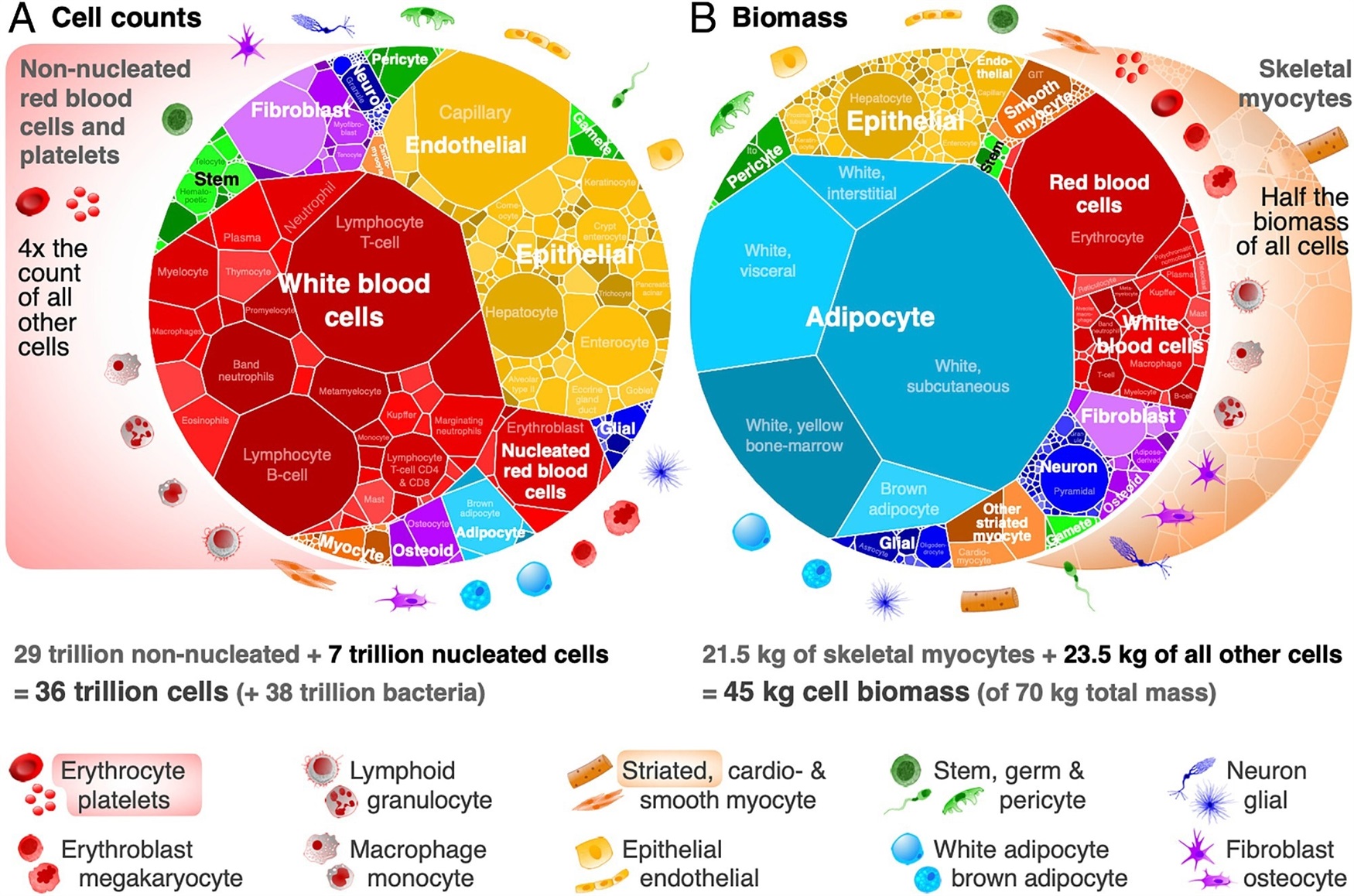 Mapping the human body one cell at a time: New study reveals the ...