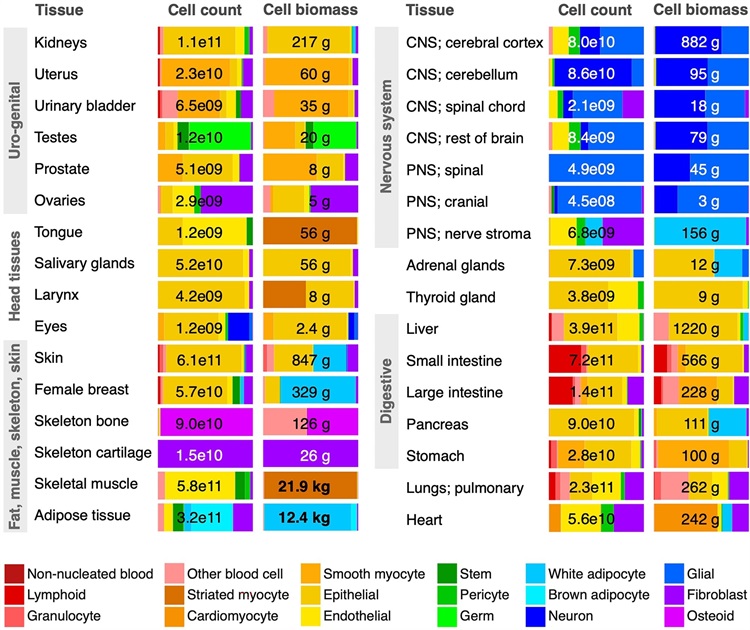 Mapping the human body one cell at a time: New study reveals the ...