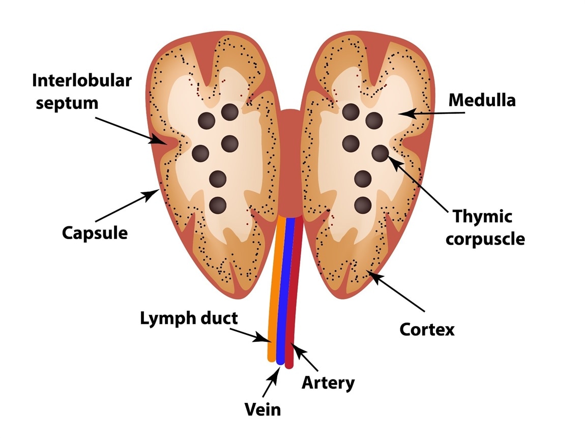The Structure and Function of the Thymus