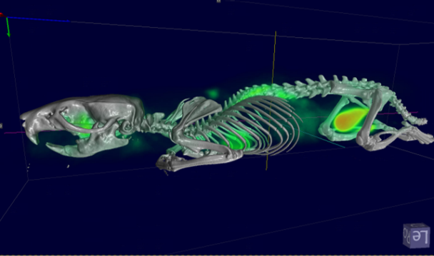 ParaVision 360 preclinical MRI software from Bruker : Get Quote, RFQ ...