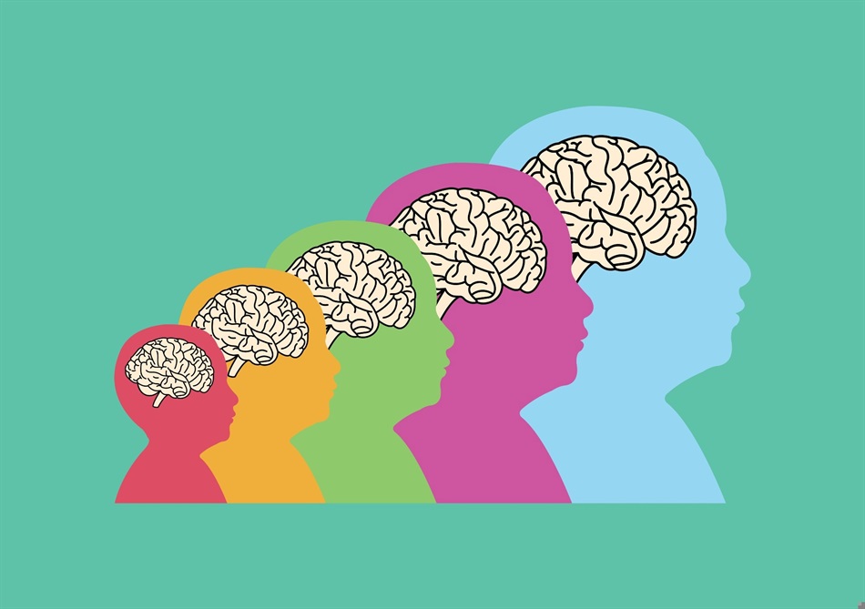 Neurodevelopment: From Embryo to Adult Brain