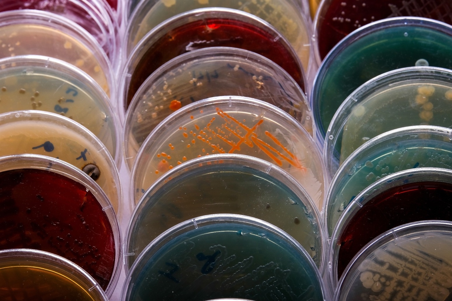What is Agar?