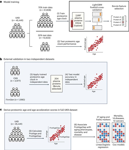 New proteomic clock predicts biological age and major health risks ...