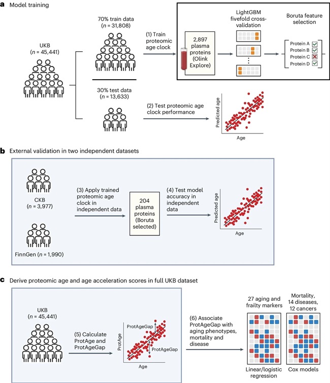 New proteomic clock predicts biological age and major health risks ...