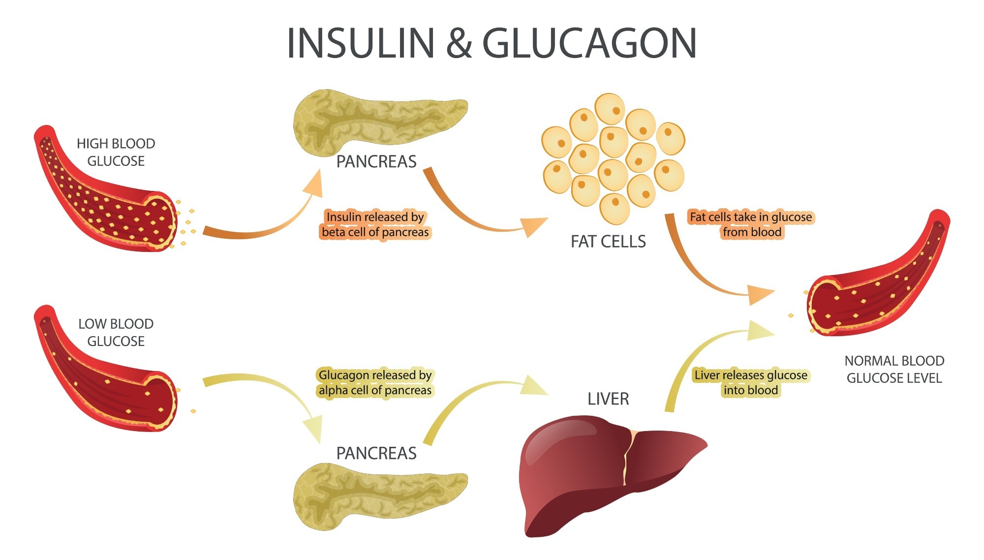 The Impact of Glucagon on Diabetes Management