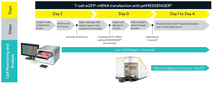 mRNA transfection in T-cells