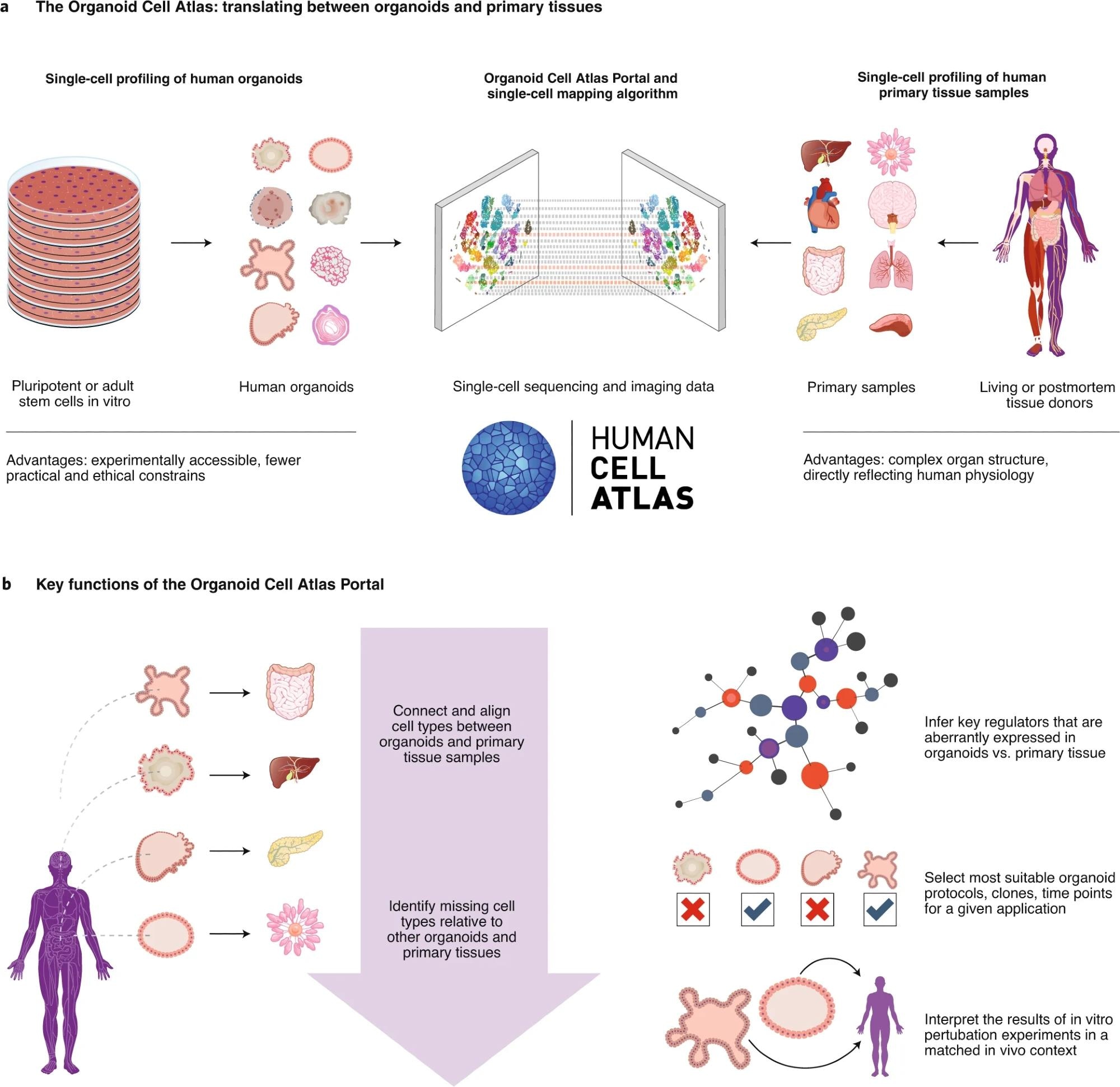 Could Organoids Make Animal Models Obsolete in Research?