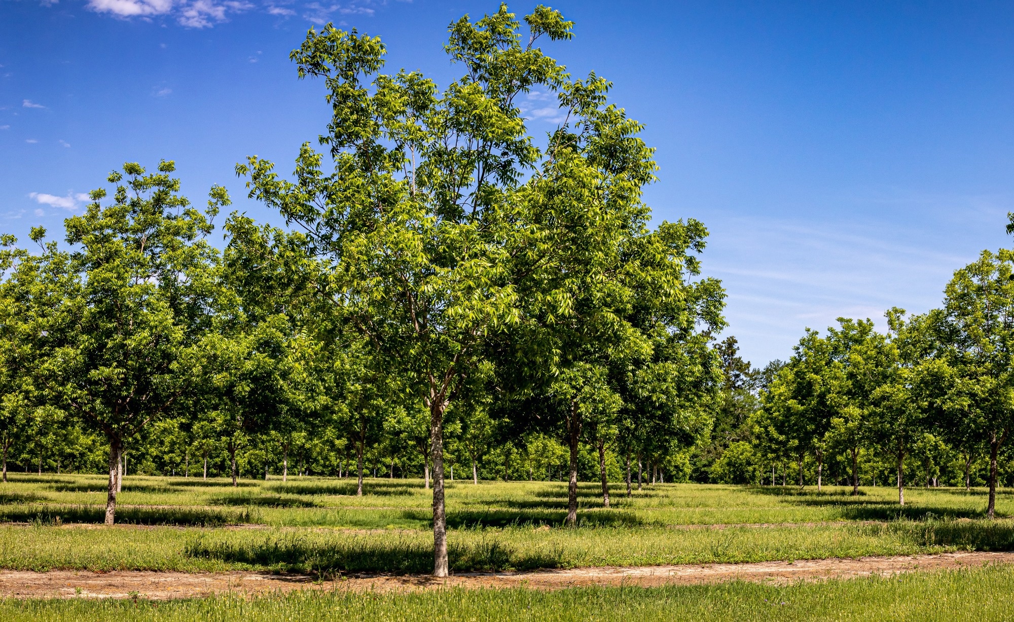 Pecans and Health: Evidence from Clinical Studies