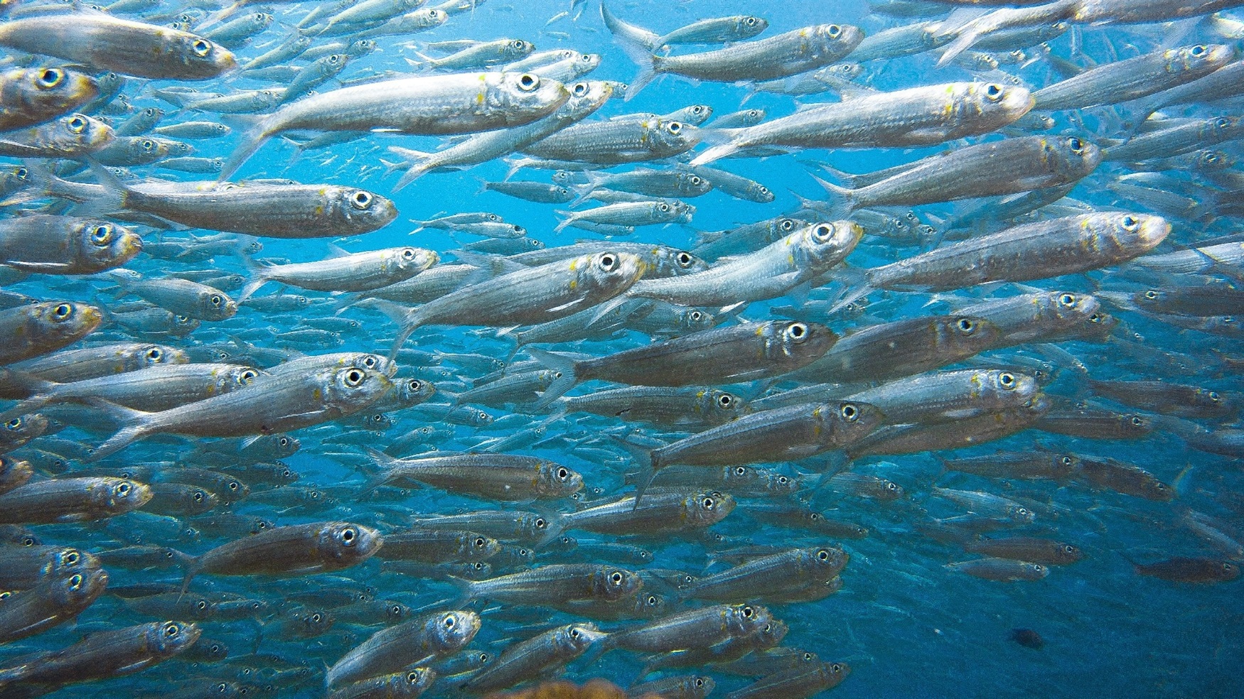 Are Sardines Good for You? Health Benefits and Nutrition Facts Explained