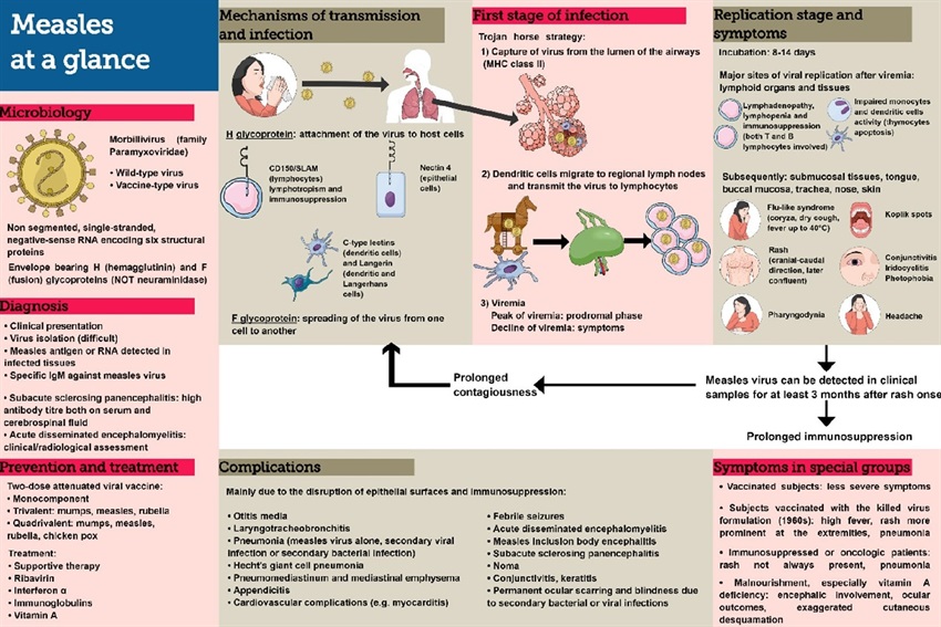 Why Measles Is Making a Comeback Despite Available Vaccines
