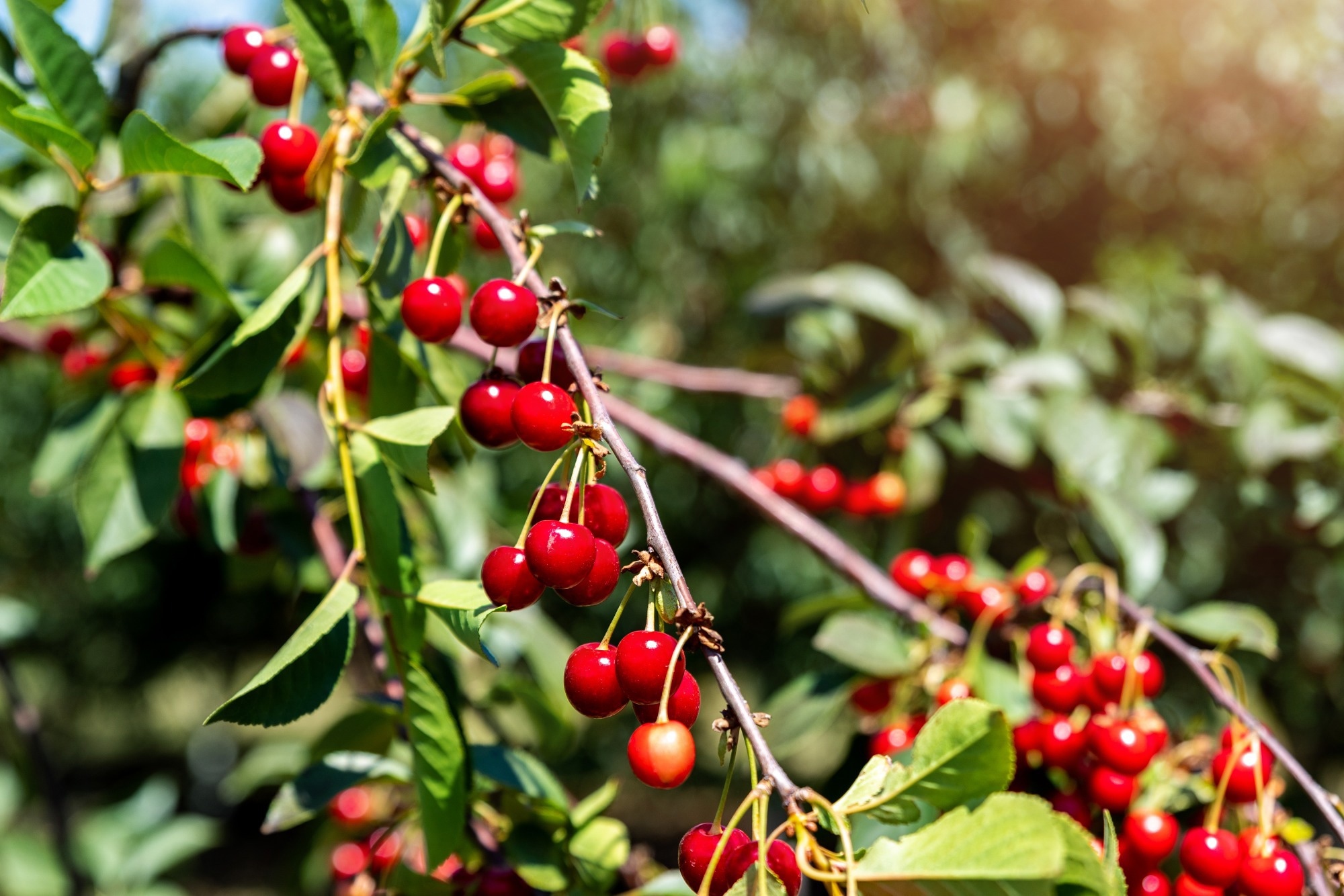 Tart Cherry Benefits: Fact or Fiction for Wellness and Recovery?