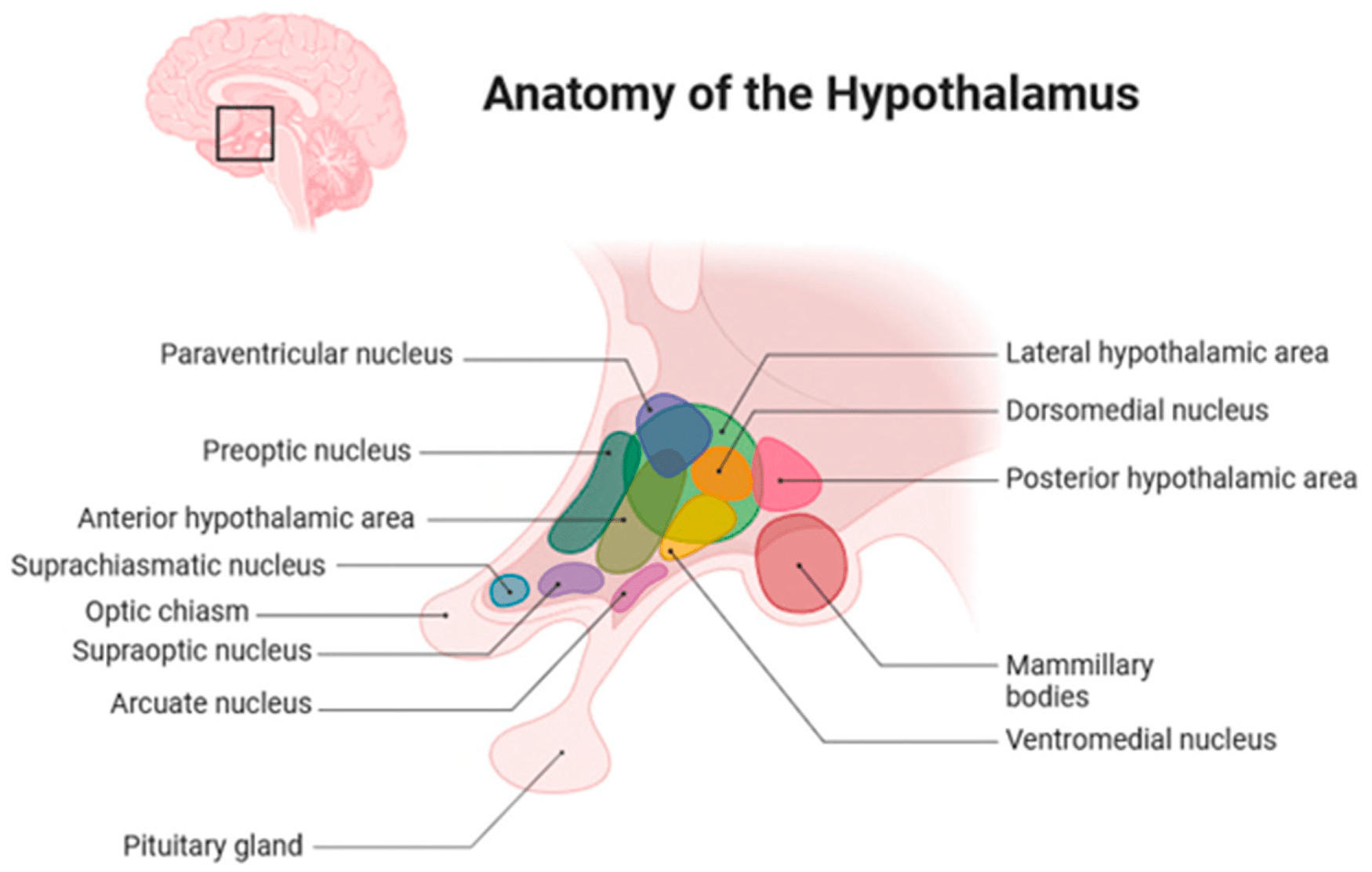 What Is The Hypothalamus