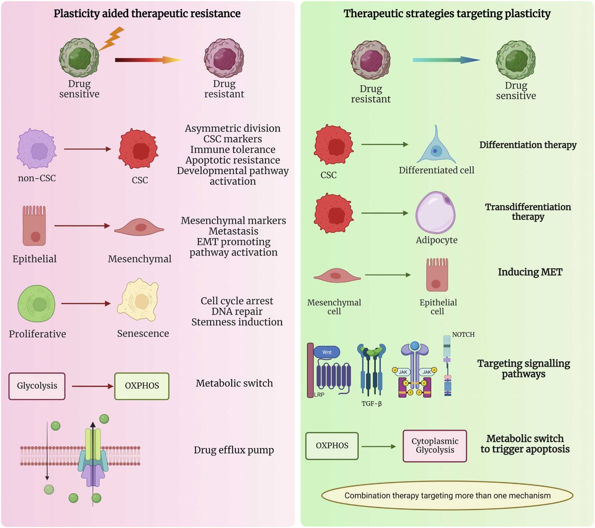 Cancer Plasticity: The Shape-Shifting Threat Challenging Modern Treatments