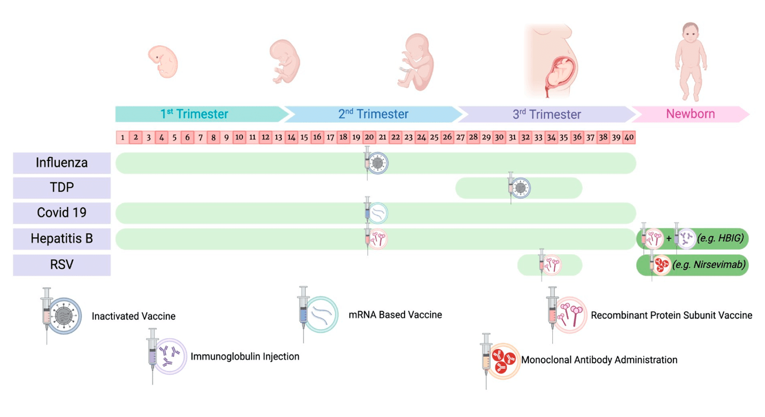 Tdap Vaccine: What It Is and What It Protects Against
