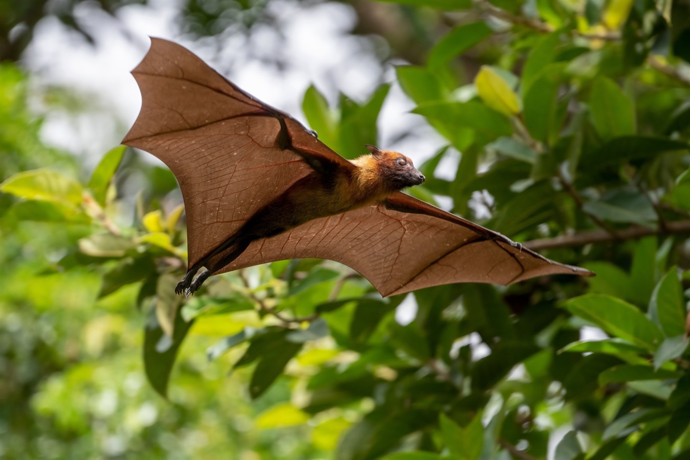 Hendra Virus: An Emerging Zoonotic Threat in a Warming World