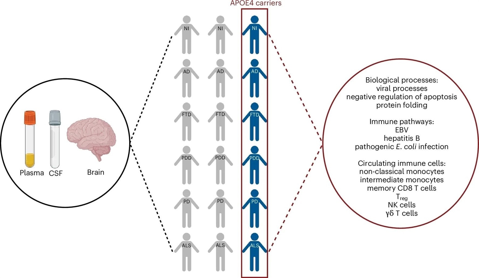 APOE ε4 variant reveals hidden risk factors beyond Alzheimer’s