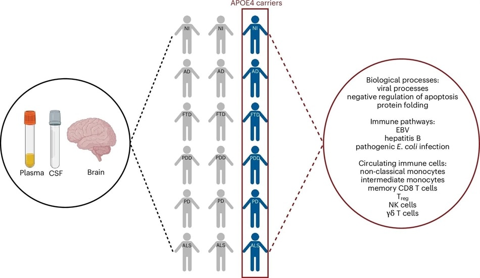 APOE ε4 variant reveals hidden risk factors beyond Alzheimer’s
