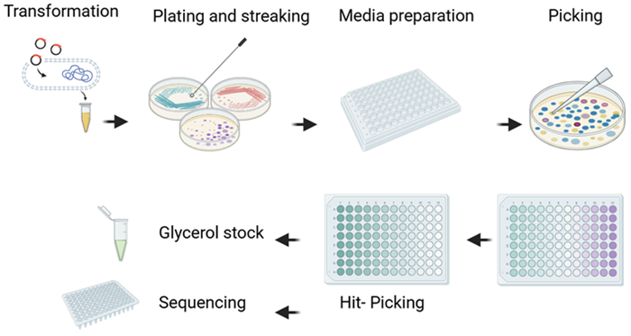 Streamline screening using automated microbial plating