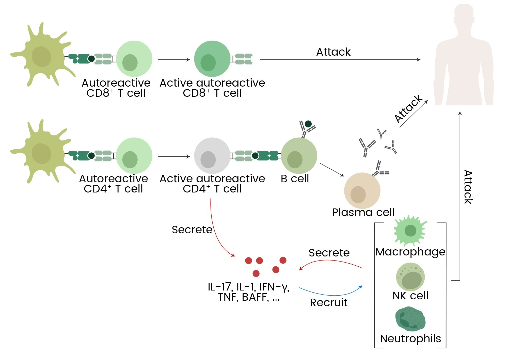 Targeted therapies for autoimmune disease treatment