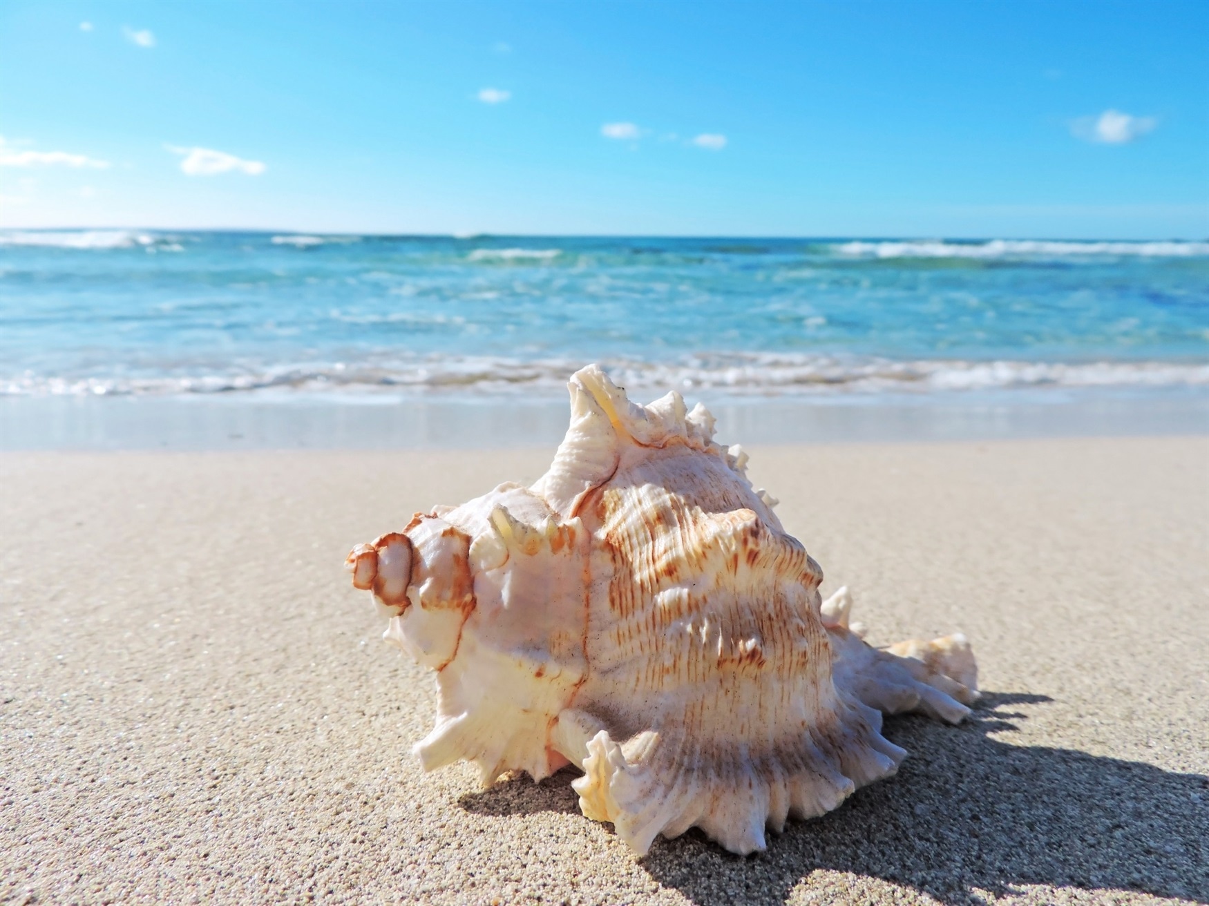 Conch shell blowing lowers apnea events during REM sleep