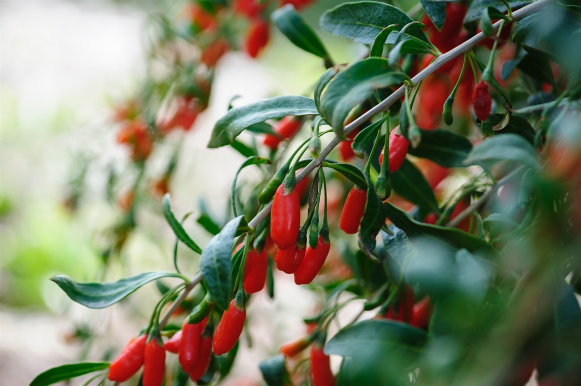 Goji Berries: Health Benefits for Immunity, Vision, and Metabolism