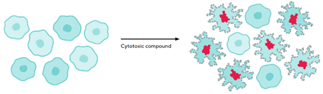 Cytotoxicity assays with incucyte imaging technology