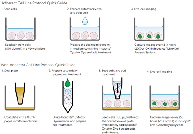 Cytotoxicity assays with incucyte imaging technology