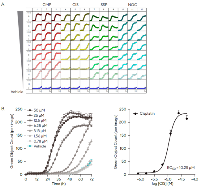 Cytotoxicity assays with incucyte imaging technology