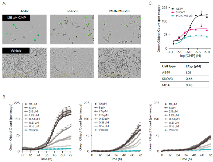Cytotoxicity assays with incucyte imaging technology