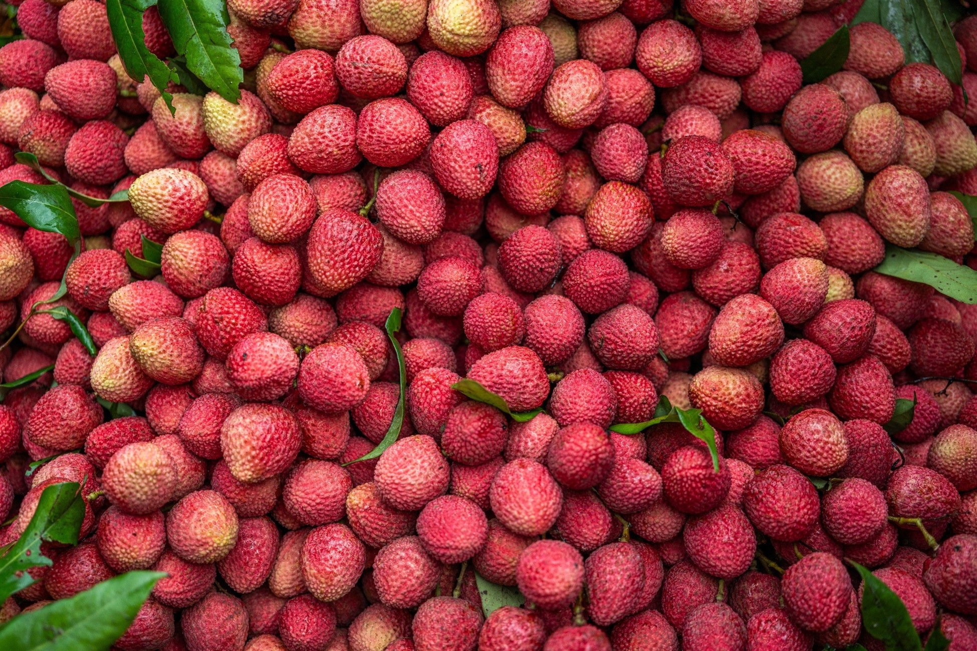Lychee Health Benefits: Antioxidant, Neuroprotective, and Anti-Cancer ...